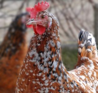 Swedish Flower Hen - Breed Profile - Backyard Poultry